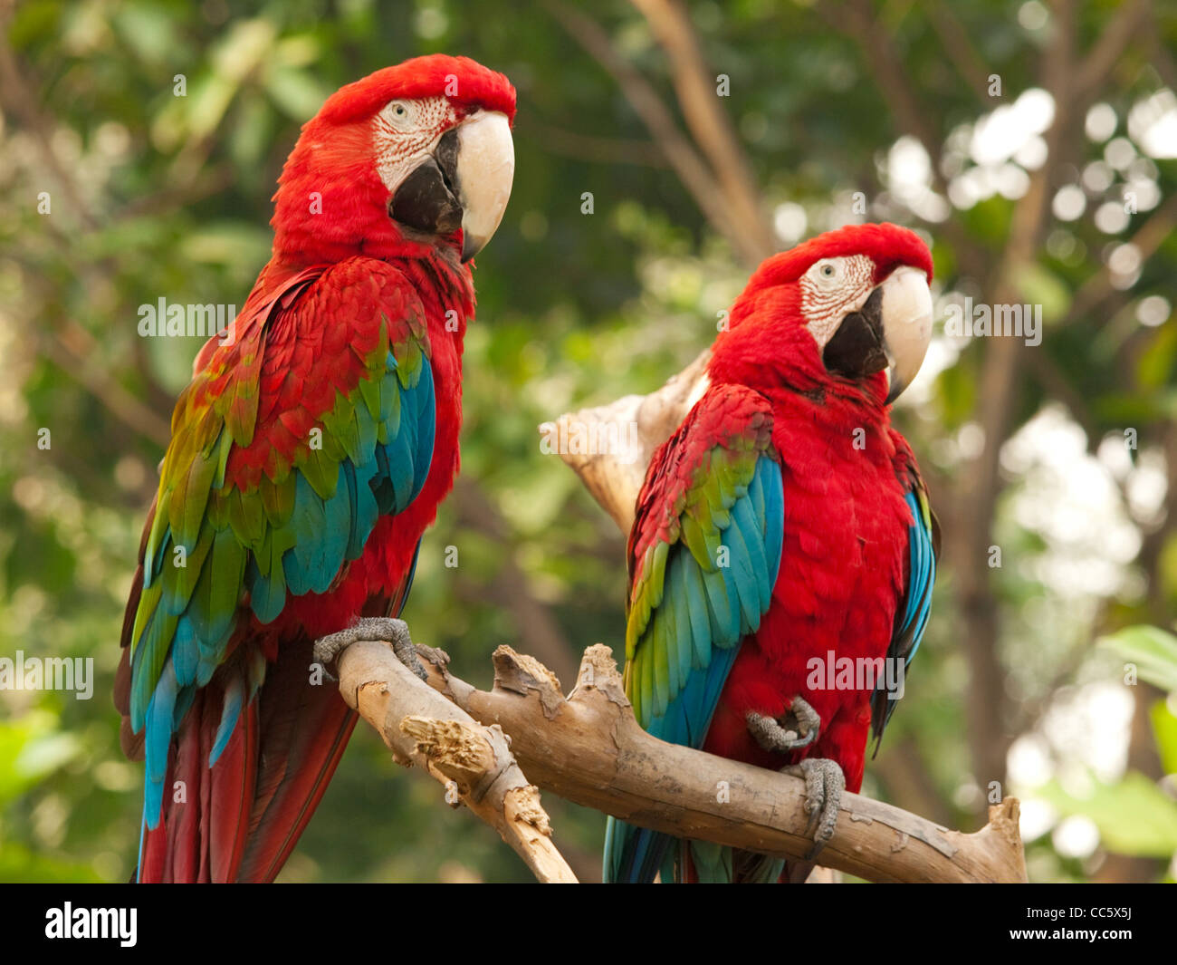 Red-and-green Macaw resting on a branch, Wild Animal Zoo, Shenzhen ...