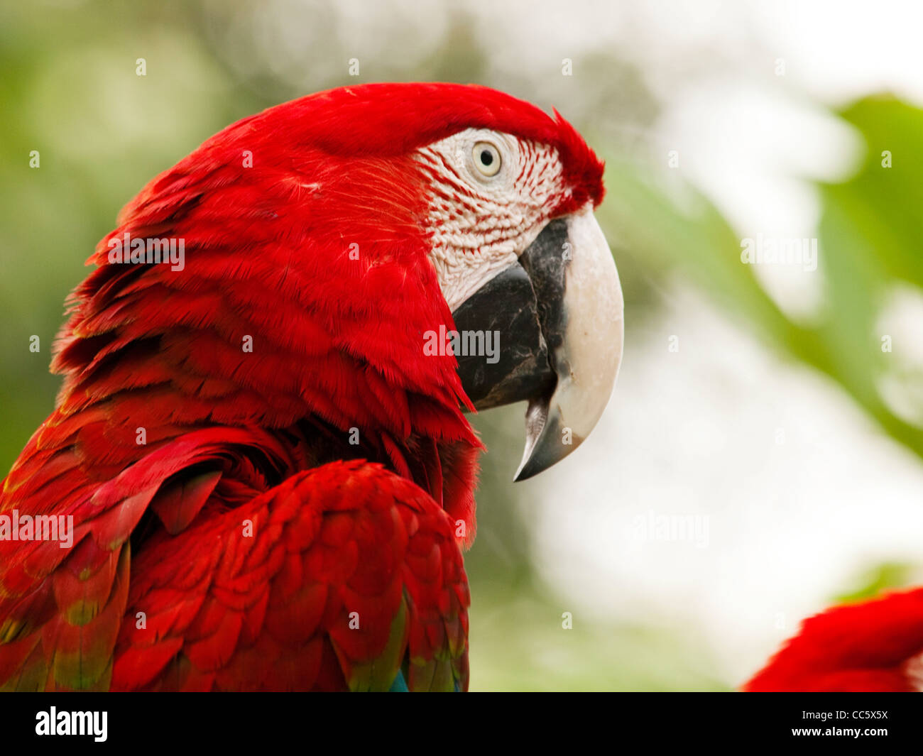 Red-and-green Macaw, Wild Animal Zoo, Shenzhen, Guangdong , China Stock ...