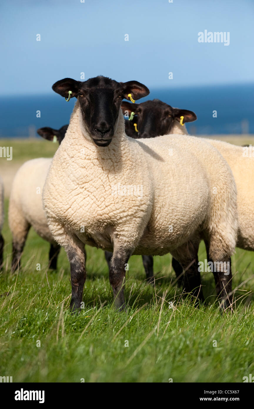 Flock of suffolk crossbred sheep on coastal pasture land Stock Photo ...