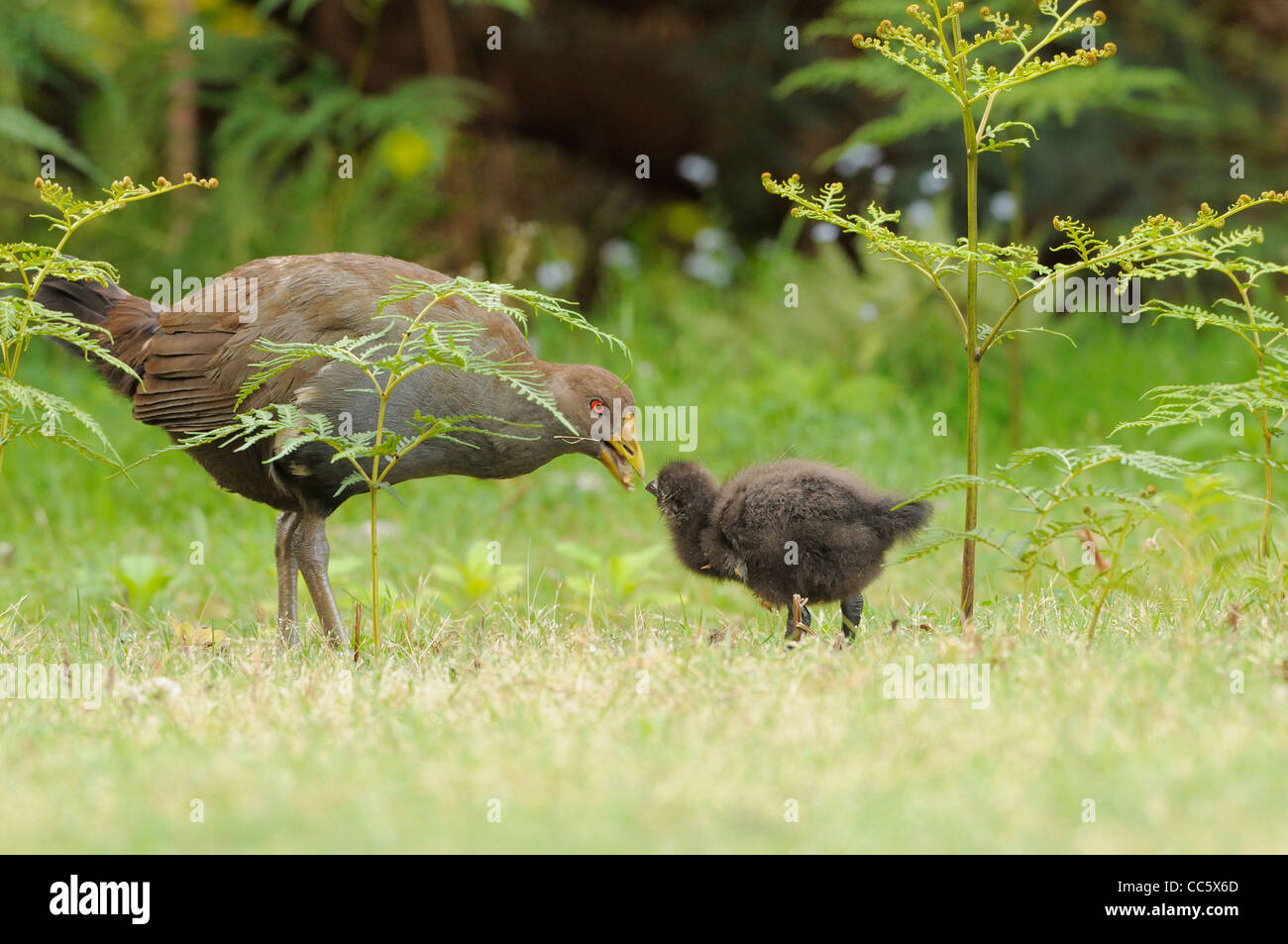 Tasmanian native hen hi-res stock photography and images - Alamy