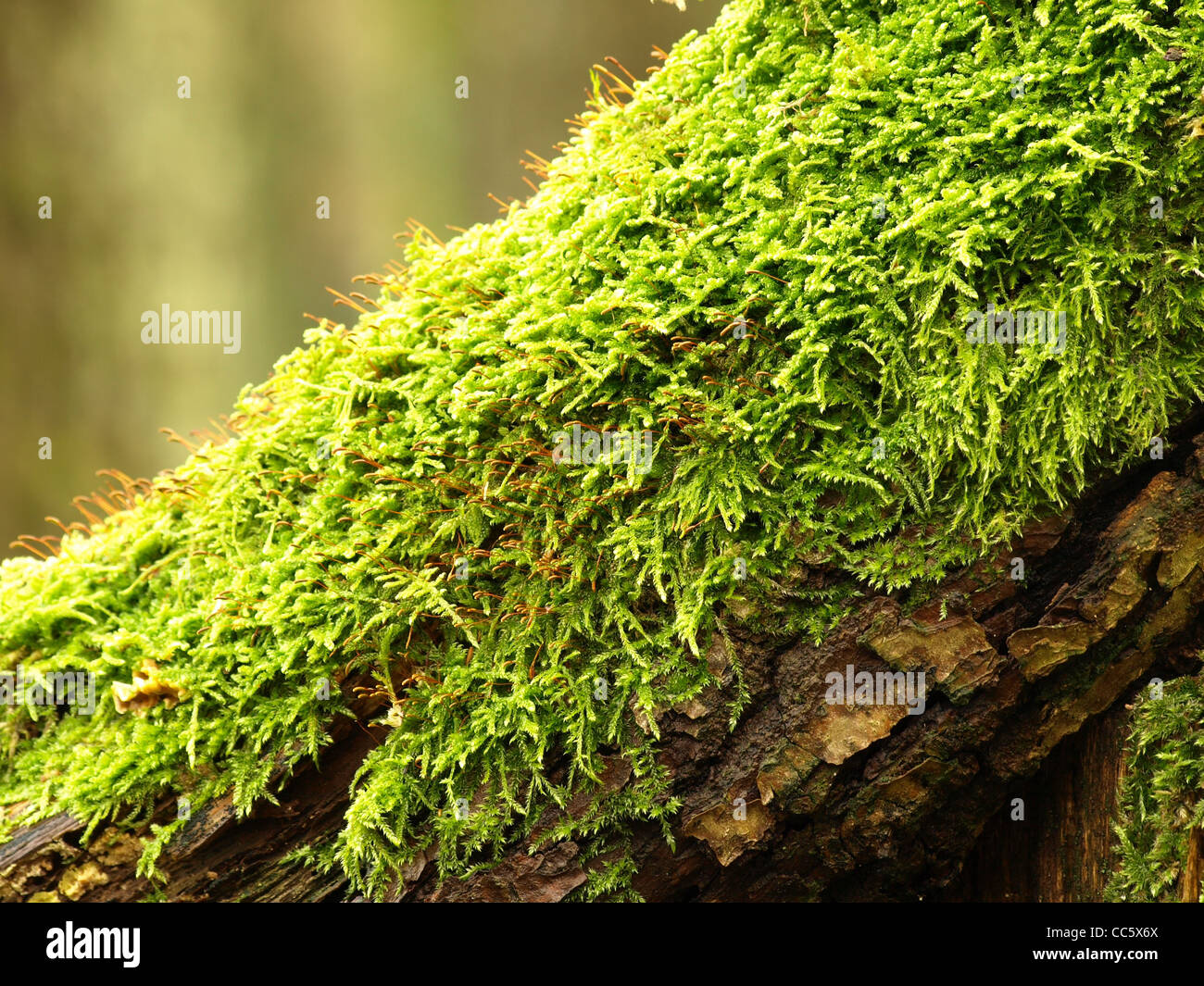 tree with moss / Baum mit Moos Stock Photo - Alamy
