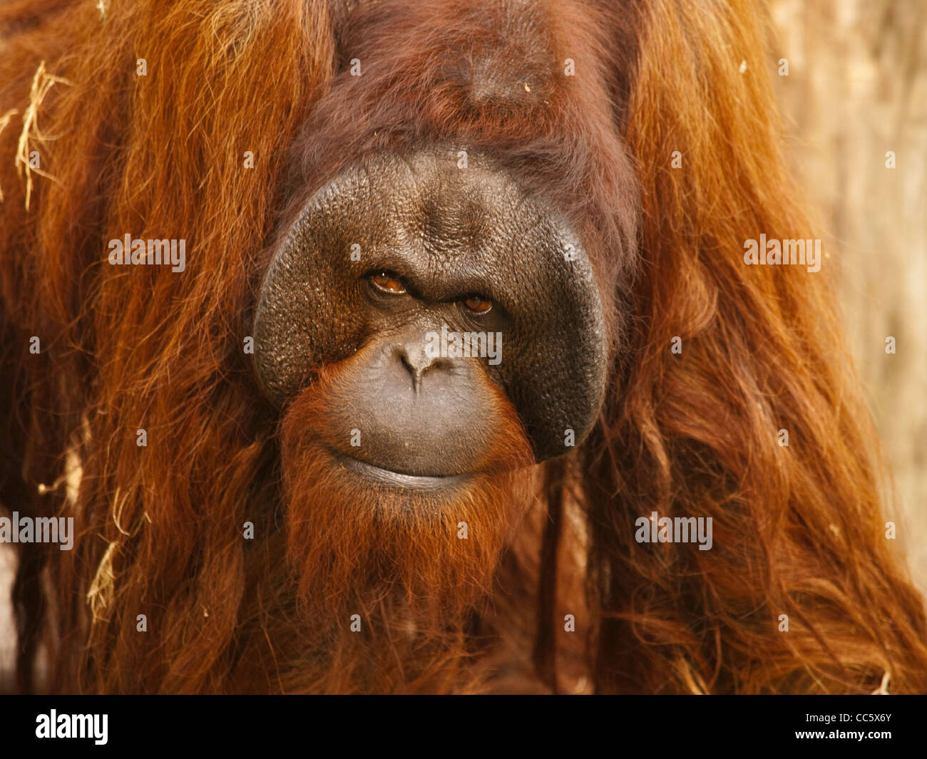 Shenzhen zoo hi-res stock photography and images - Alamy