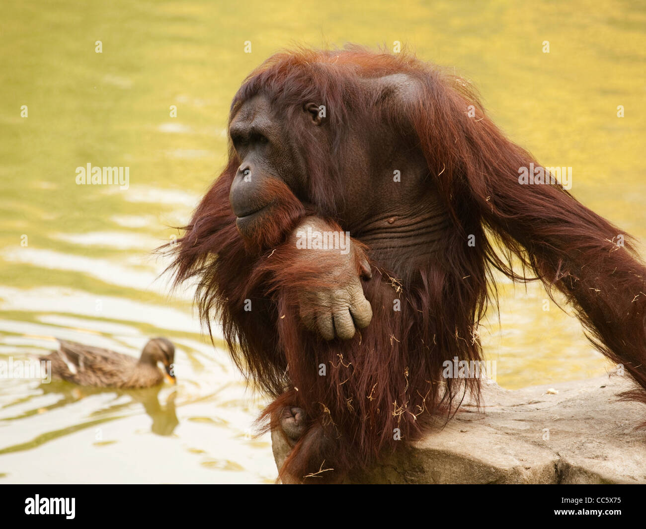 Orangutan, Wild Animal Zoo, Shenzhen, Guangdong , China Stock Photo - Alamy