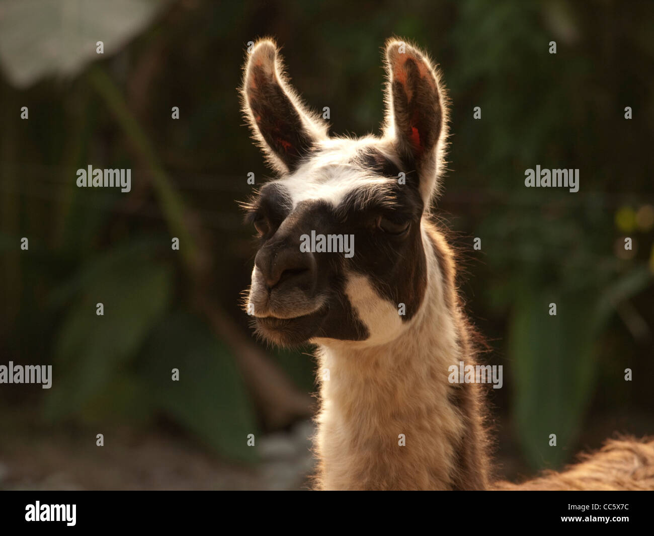 Shenzhen zoo hi-res stock photography and images - Alamy