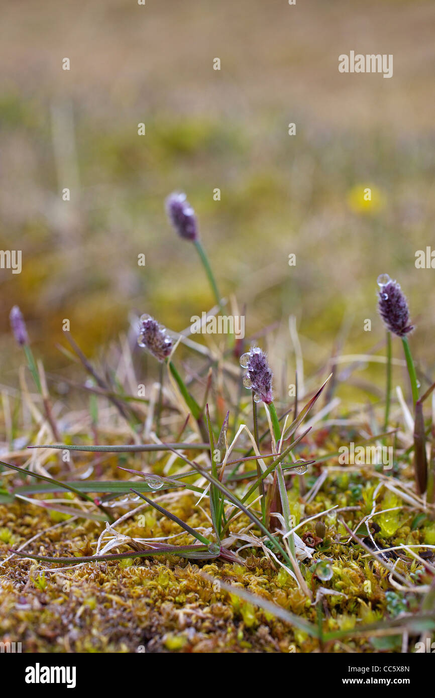 Arctic wood rush hi-res stock photography and images - Alamy