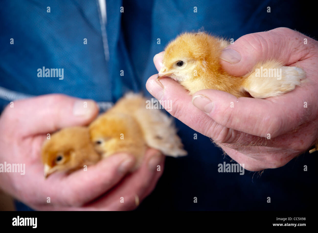 Free bird hands hi-res stock photography and images - Alamy