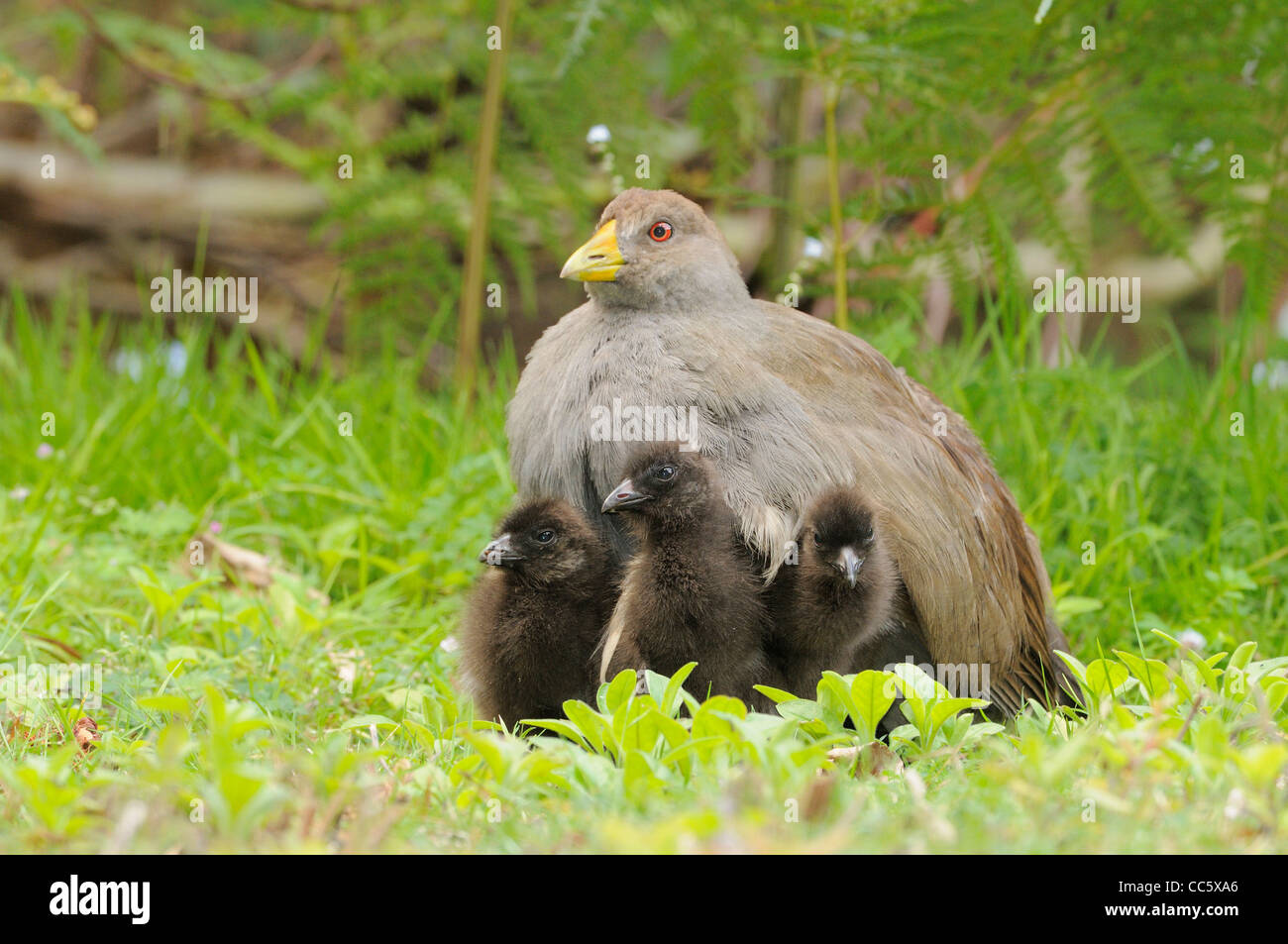 Tasmanian Native Hen Gallinula mortierii Adult brooding chicks ...