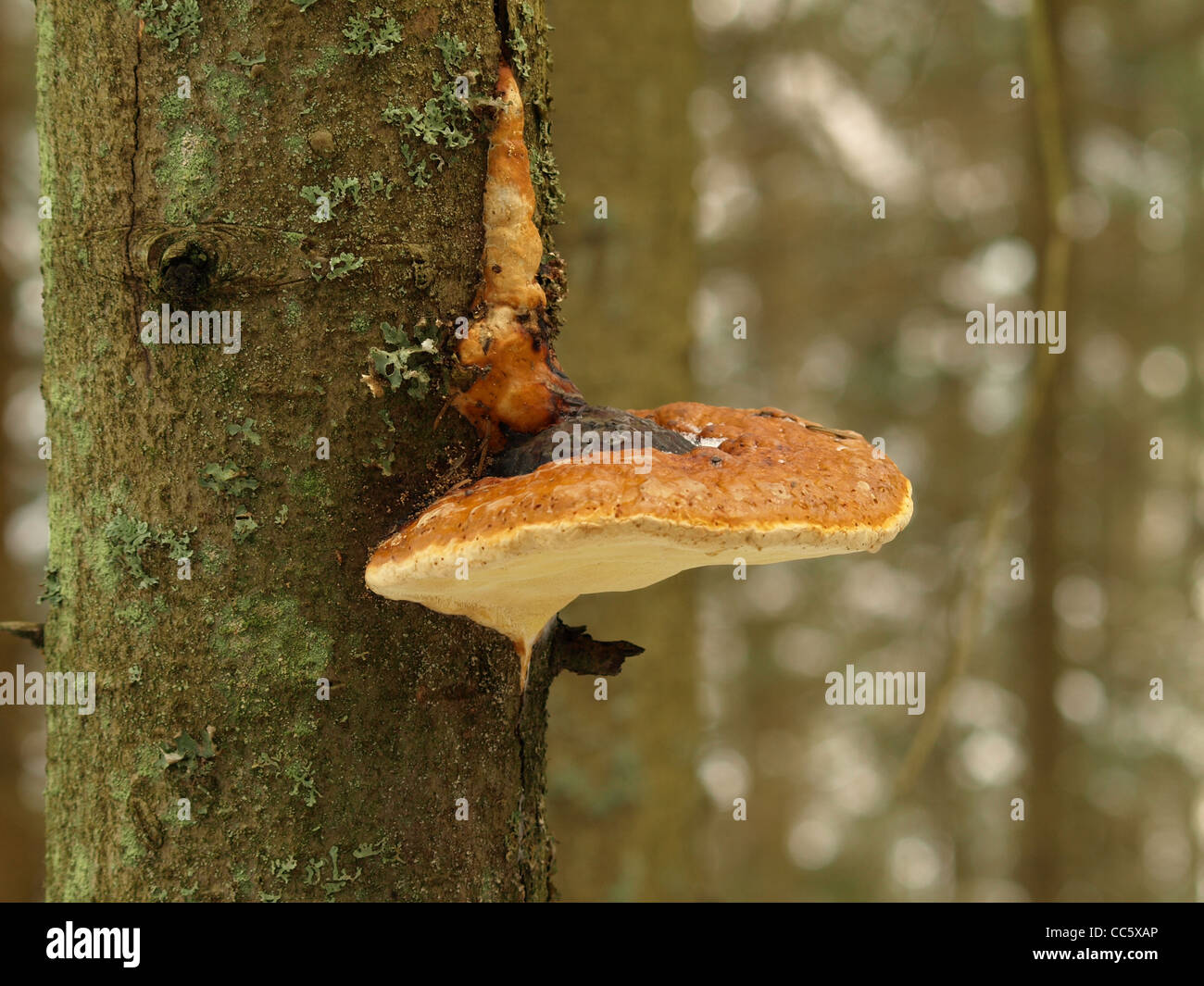 Black polypore mushrooms hi-res stock photography and images - Alamy