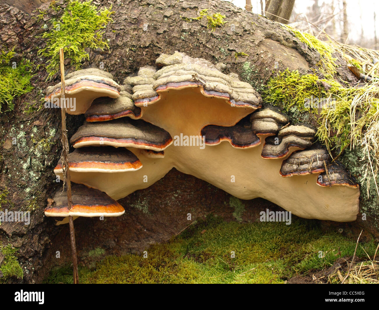 Red banded polypore, polypore mushroom / Fomitopsis pinicola ...