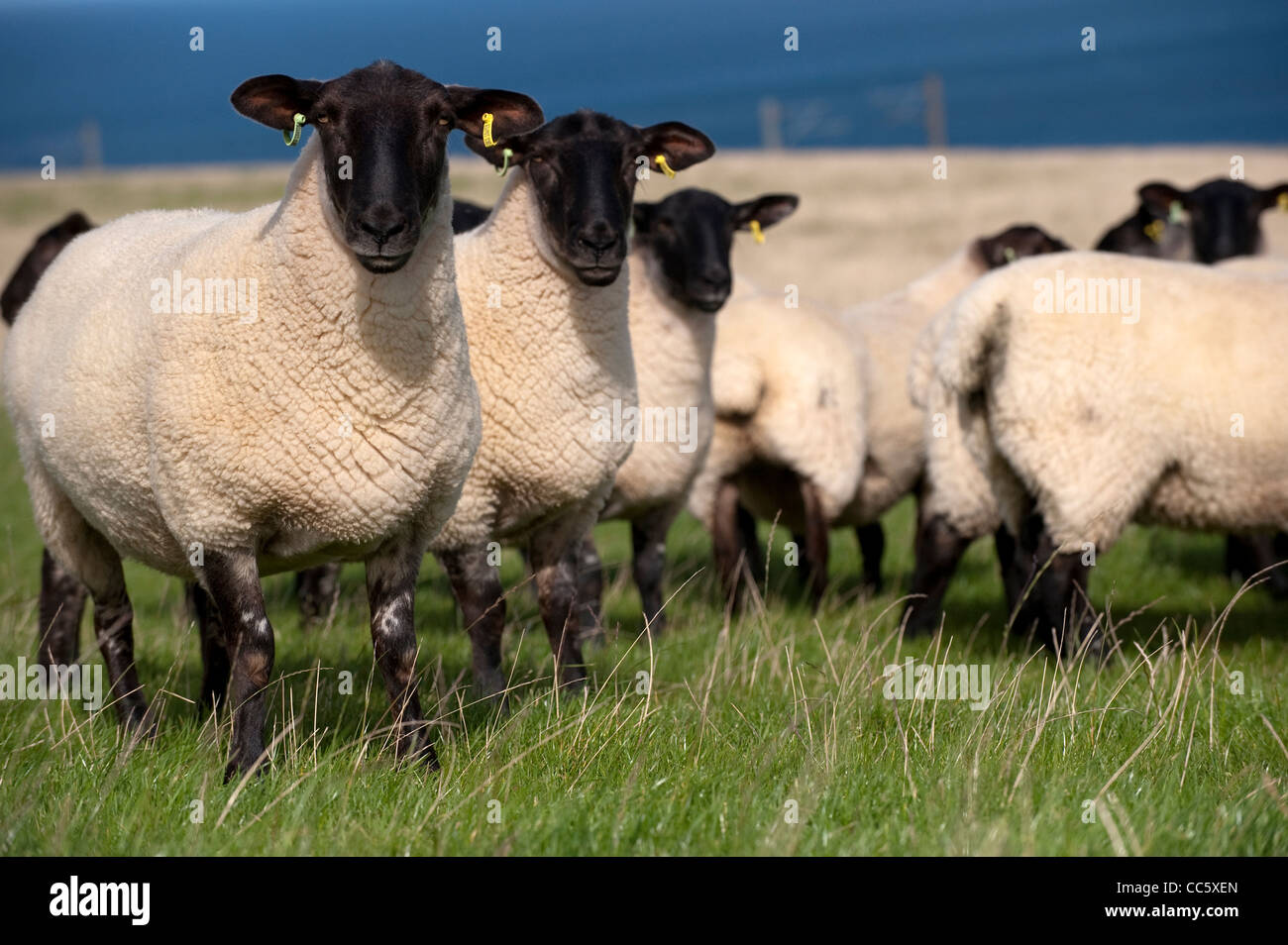 Suffolk flock sheep hi-res stock photography and images - Alamy