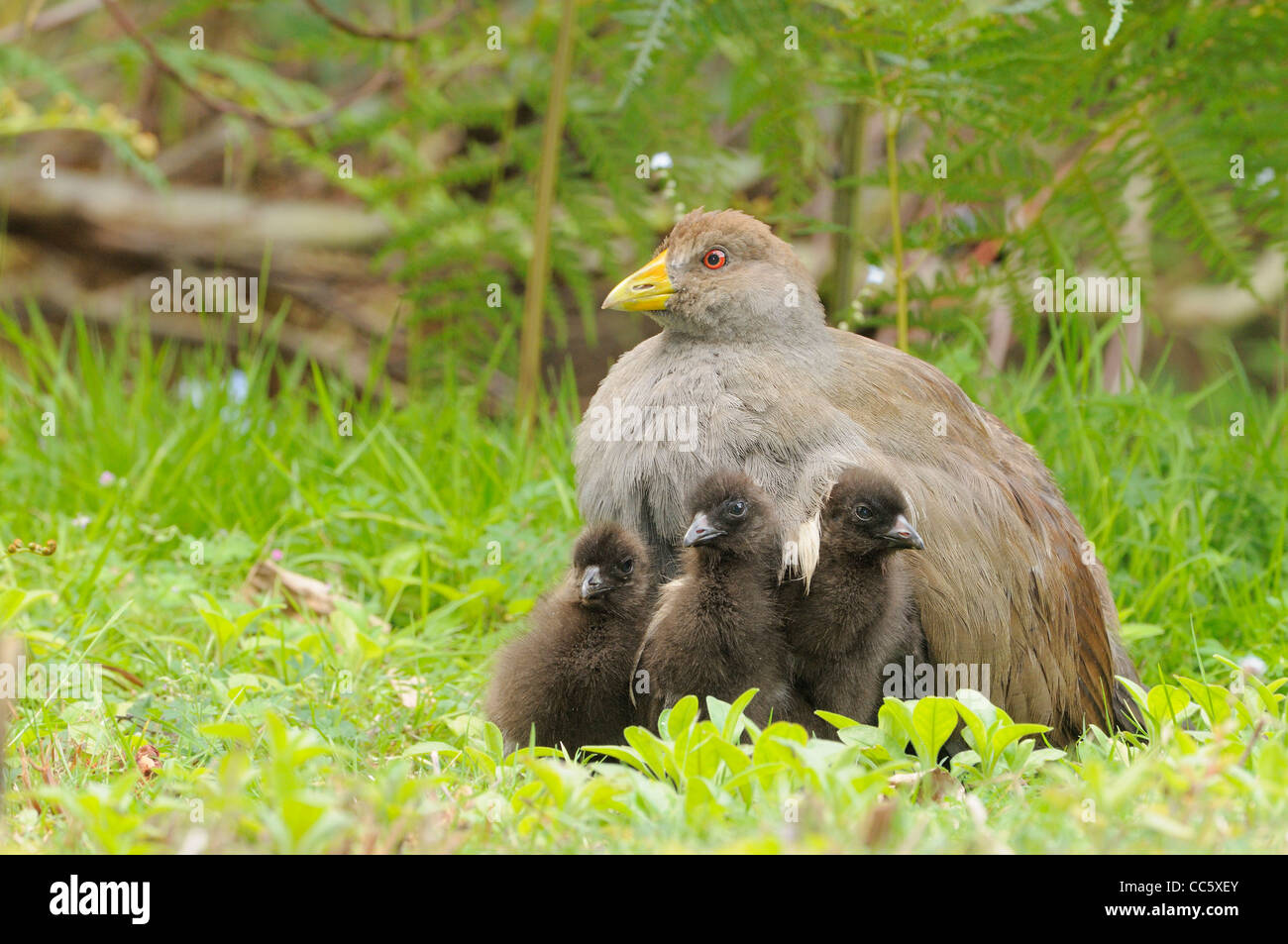 Tasmanian native hen hi-res stock photography and images - Alamy