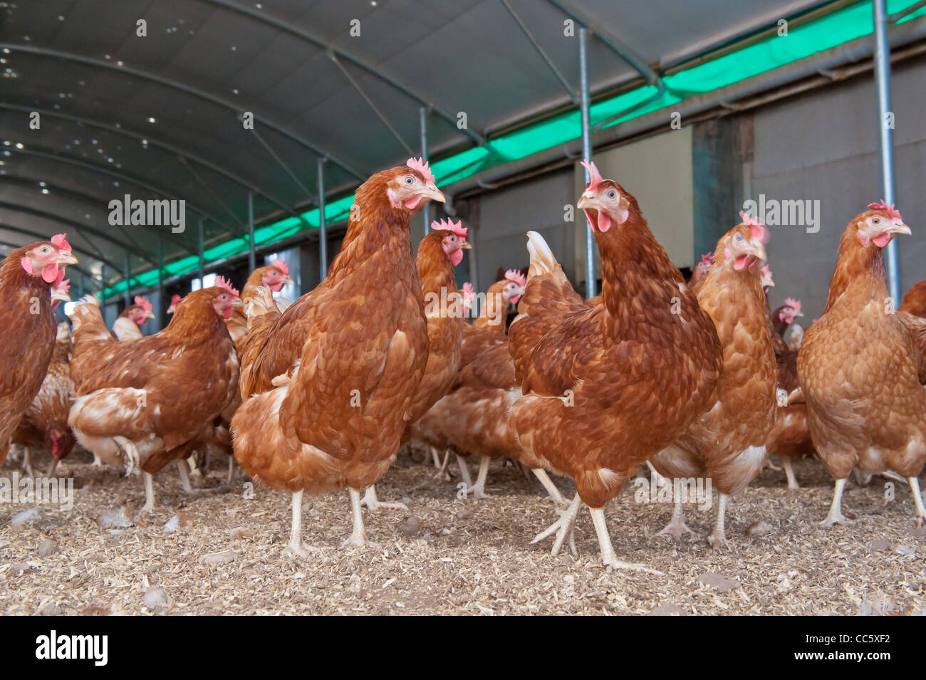 chickens in farm house shed Stock Photo - Alamy