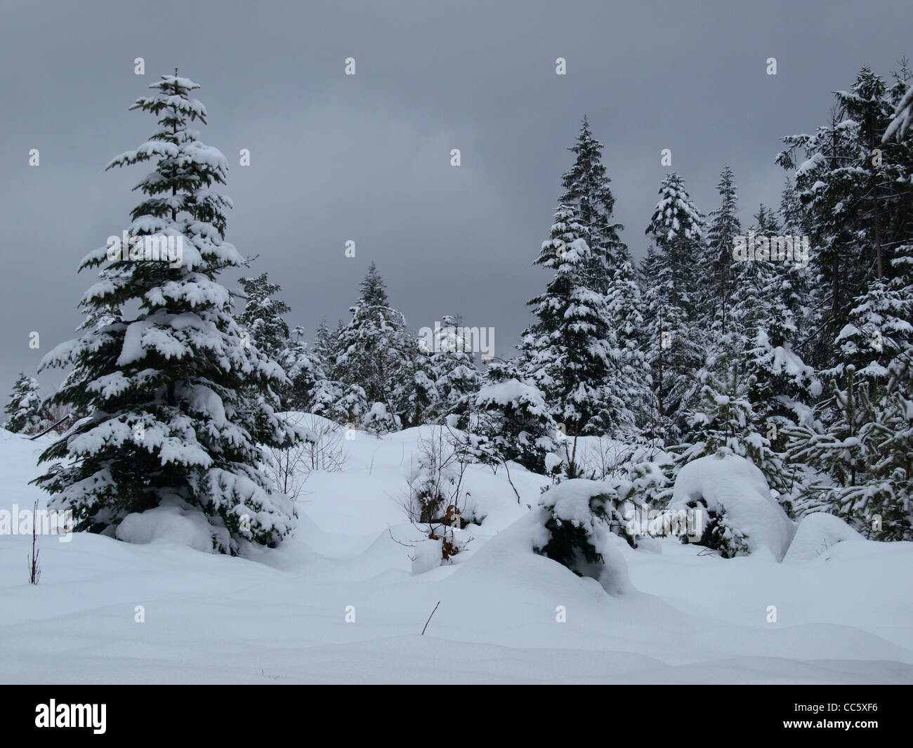 winter landscape, wood with snow / Winterwald mit Schnee Stock Photo ...