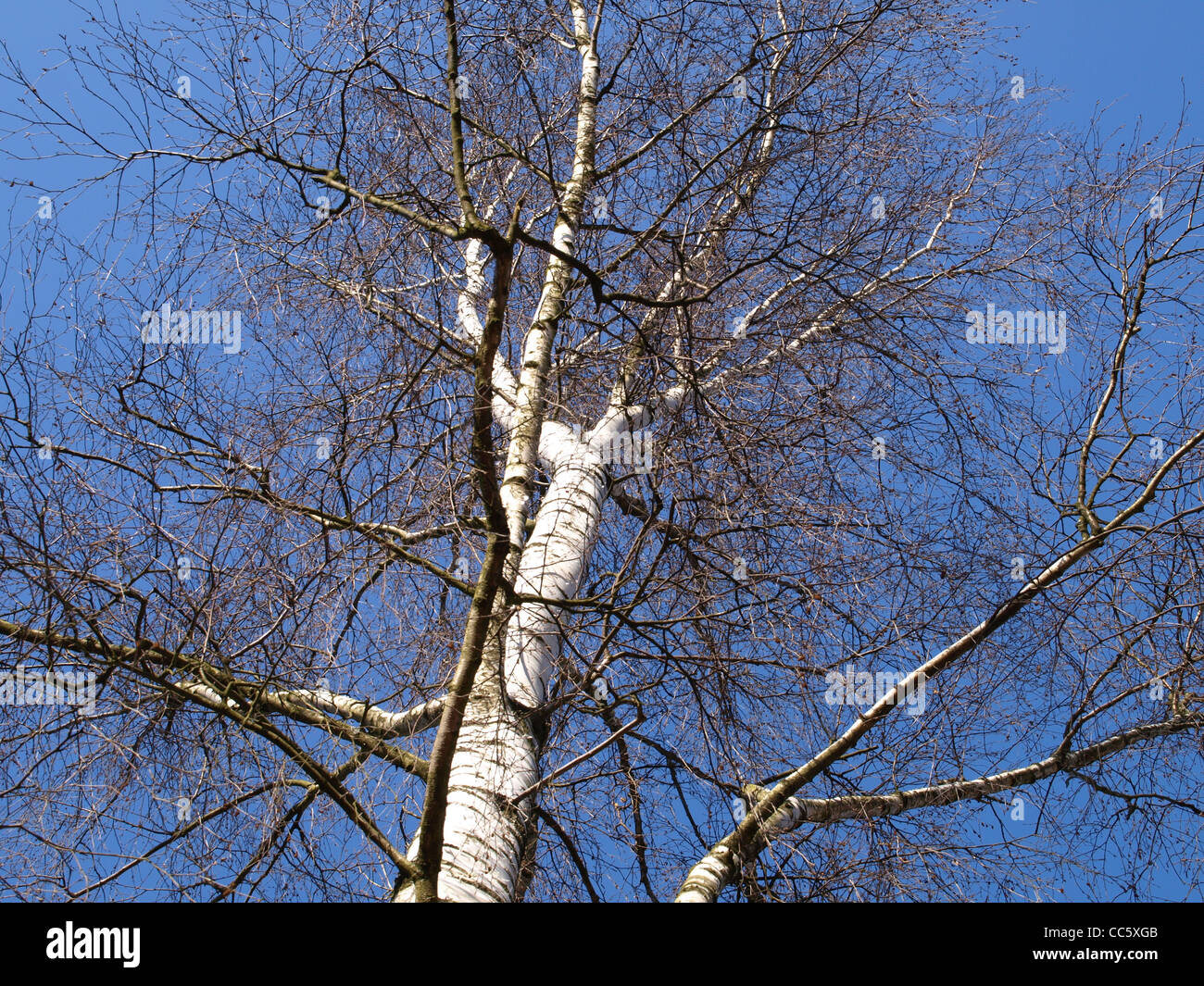 birch tree in winter/spring / Birke im Winter/Frühling Stock Photo - Alamy