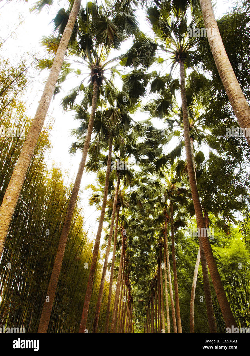 Low angle view of Coconut Palm, Xishuangbanna Tropical Botanical Garden ...