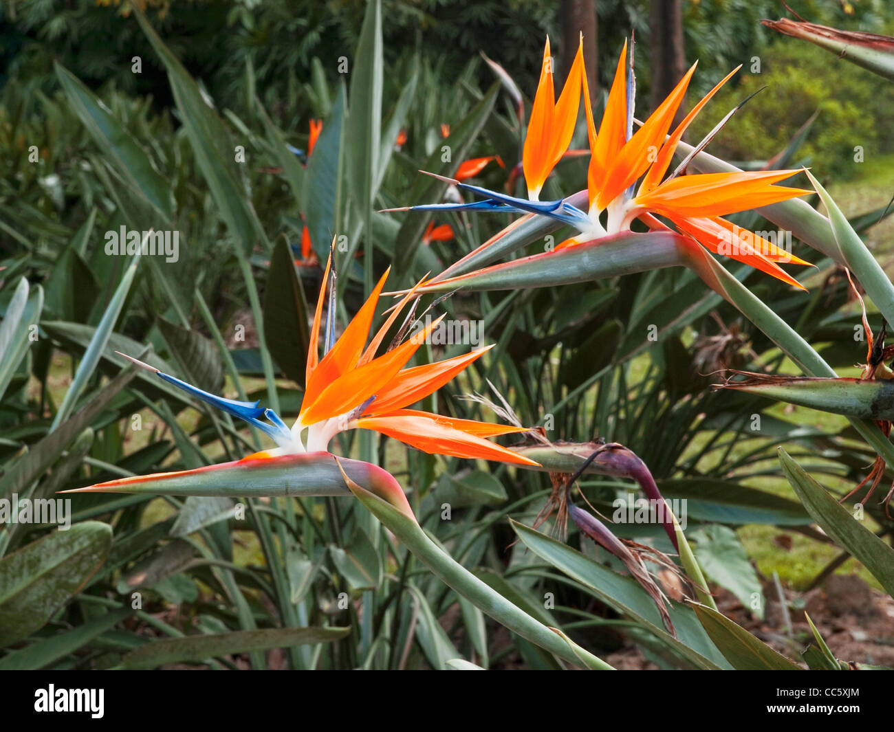 Strelitzia reginae hi-res stock photography and images - Alamy