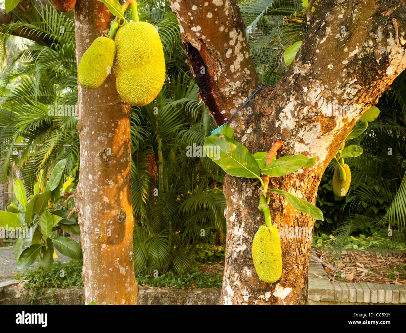 Jackfruit tree with fruit, Xishuangbanna Tropical Botanical Garden ...