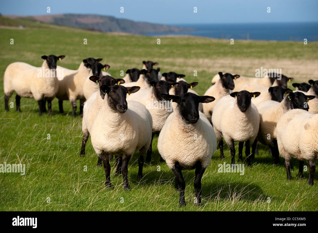 Coastal farm land hi-res stock photography and images - Alamy