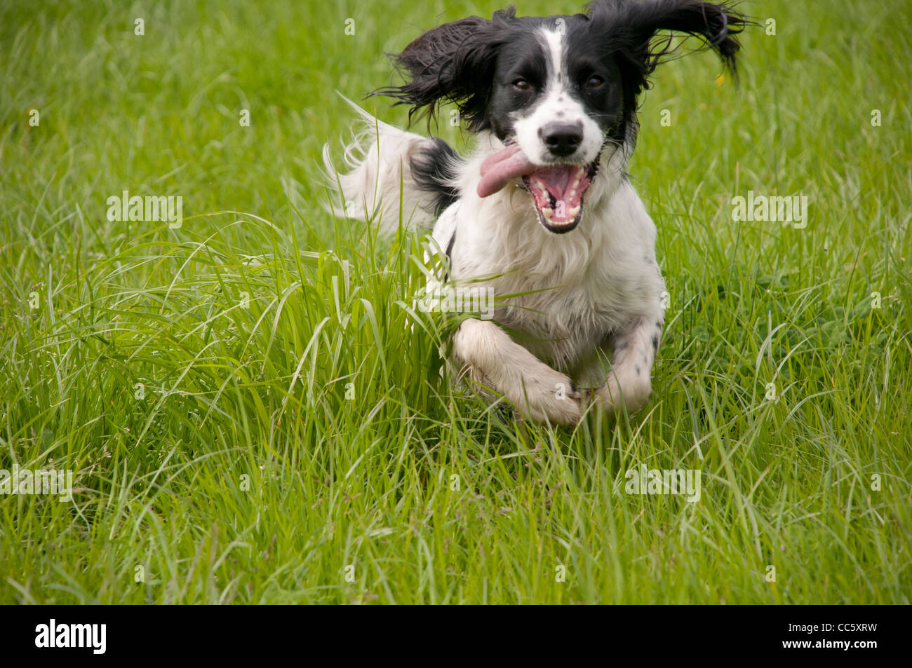English springer spaniel dog jumping through the grass with his tongue ...