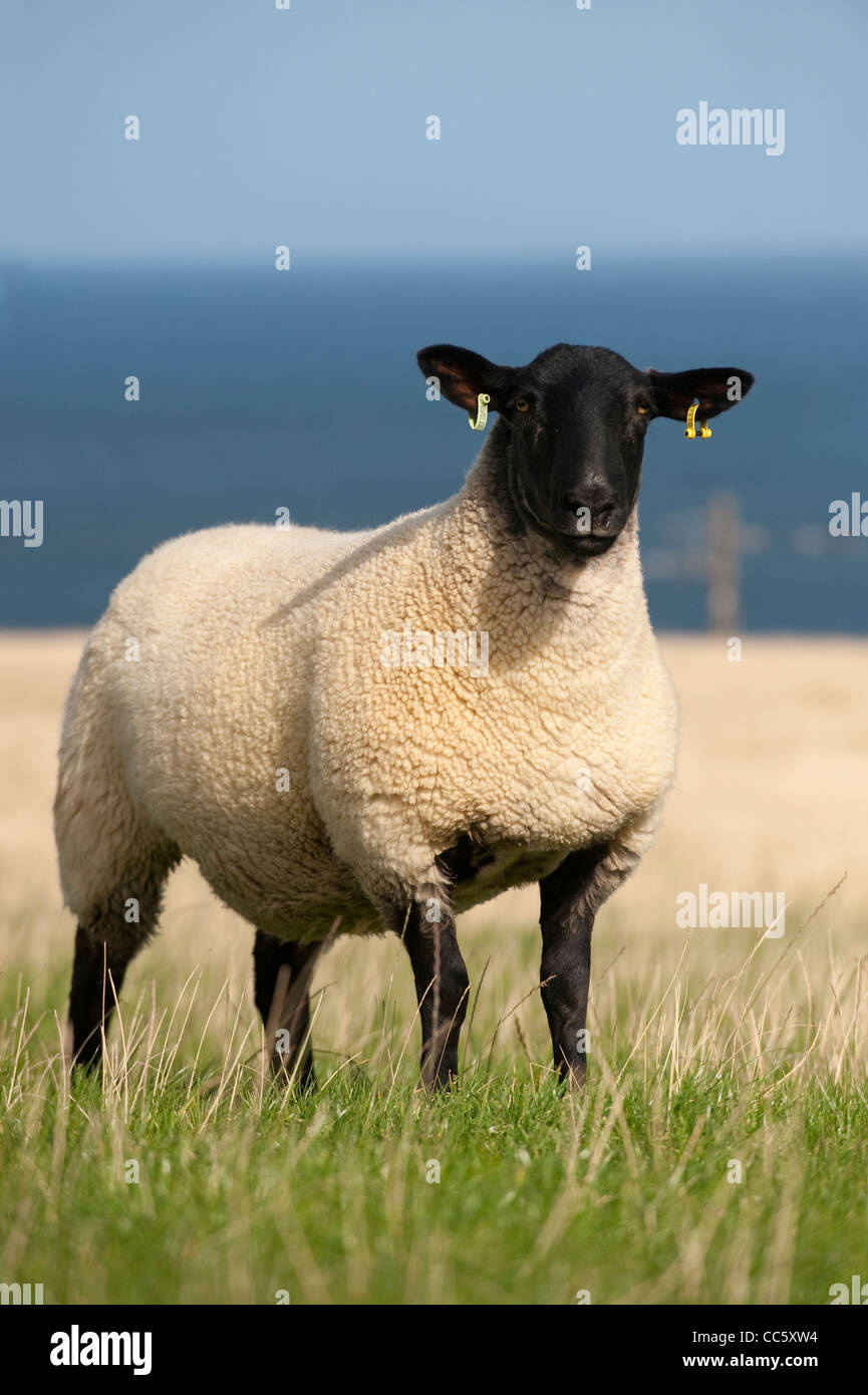 Flock of suffolk crossbred sheep on coastal pasture land Stock Photo ...