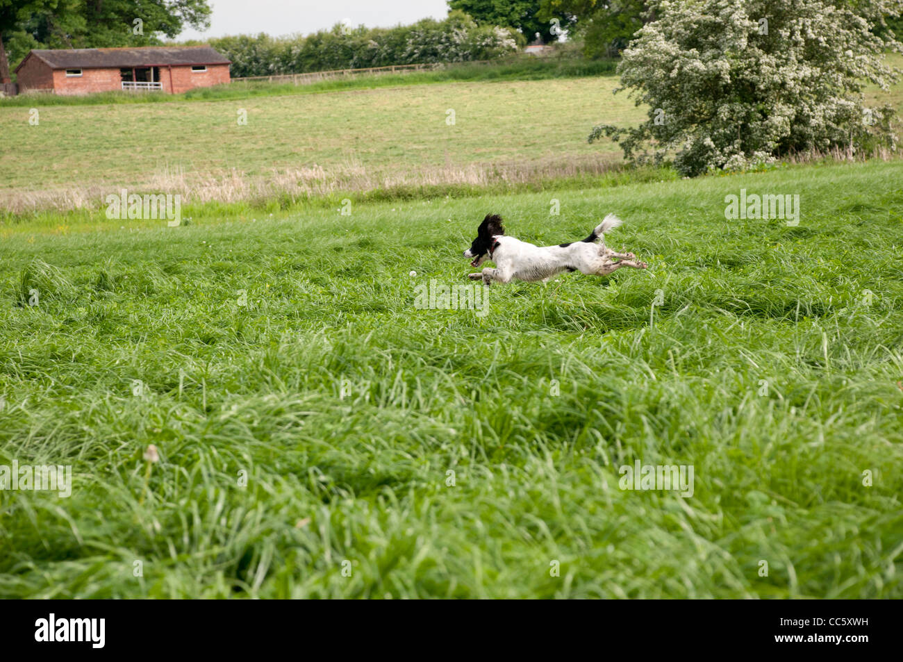 English springer spaniel dog jumping through the long grass in a field ...