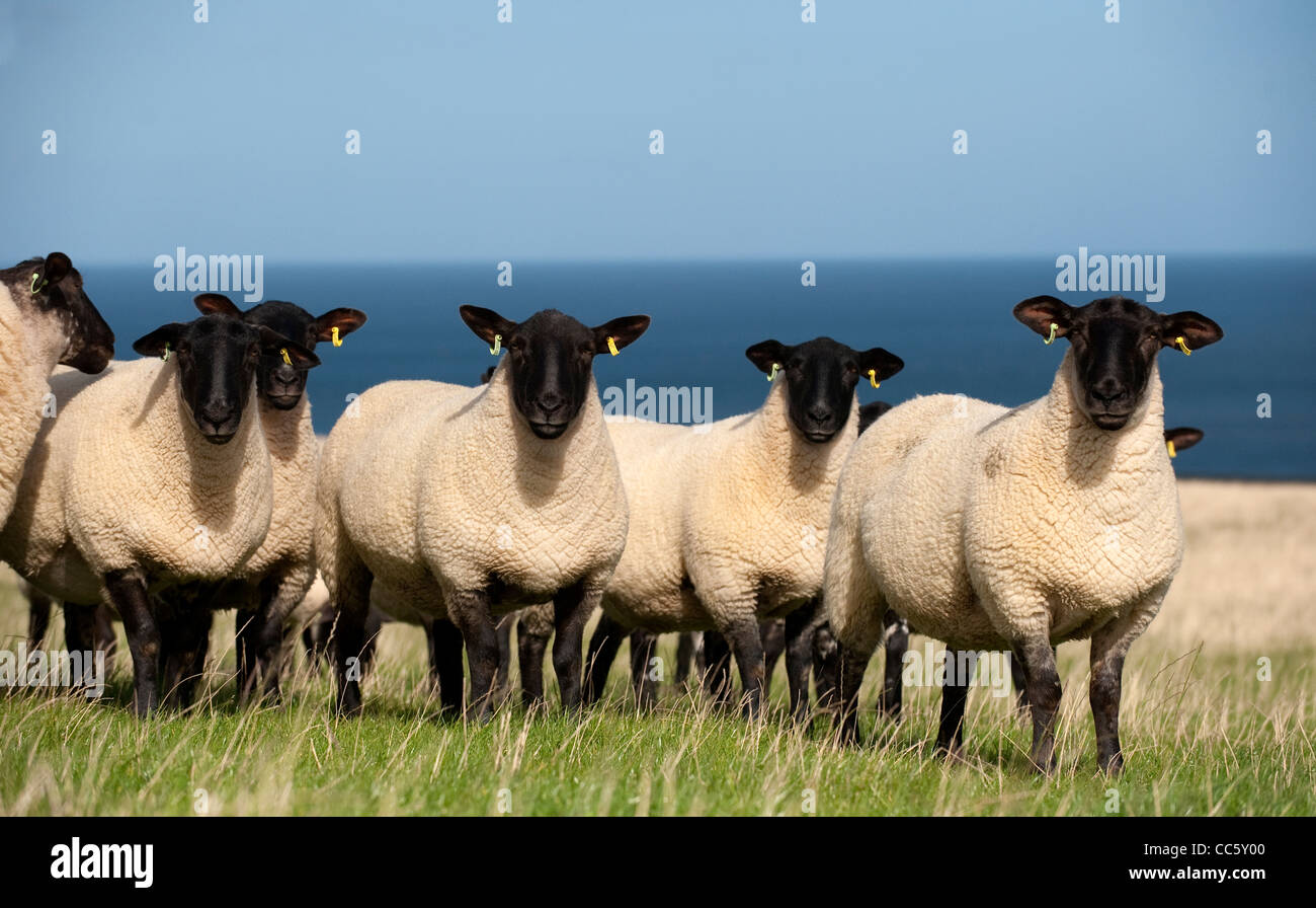 Coastal farm animals hi-res stock photography and images - Alamy