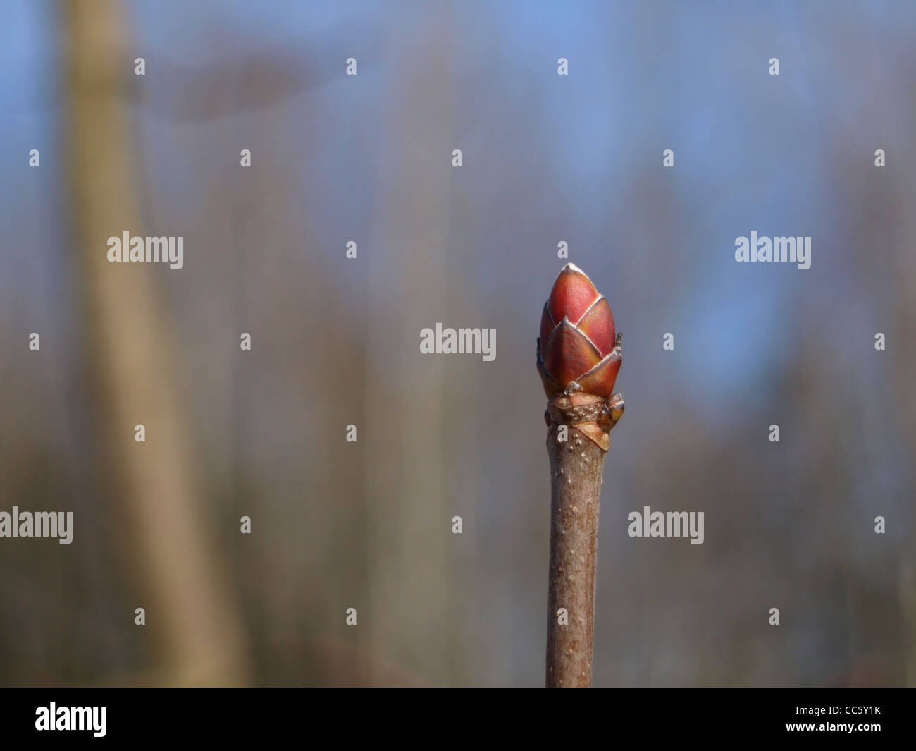 bud from Norway Maple / Acer platanoides / Knospe vom Spitzahorn Stock ...