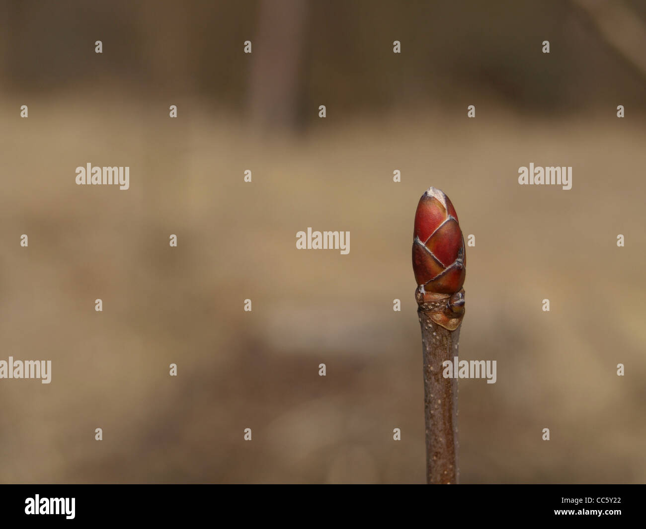 bud from Norway Maple / Acer platanoides / Knospe vom Spitzahorn Stock ...