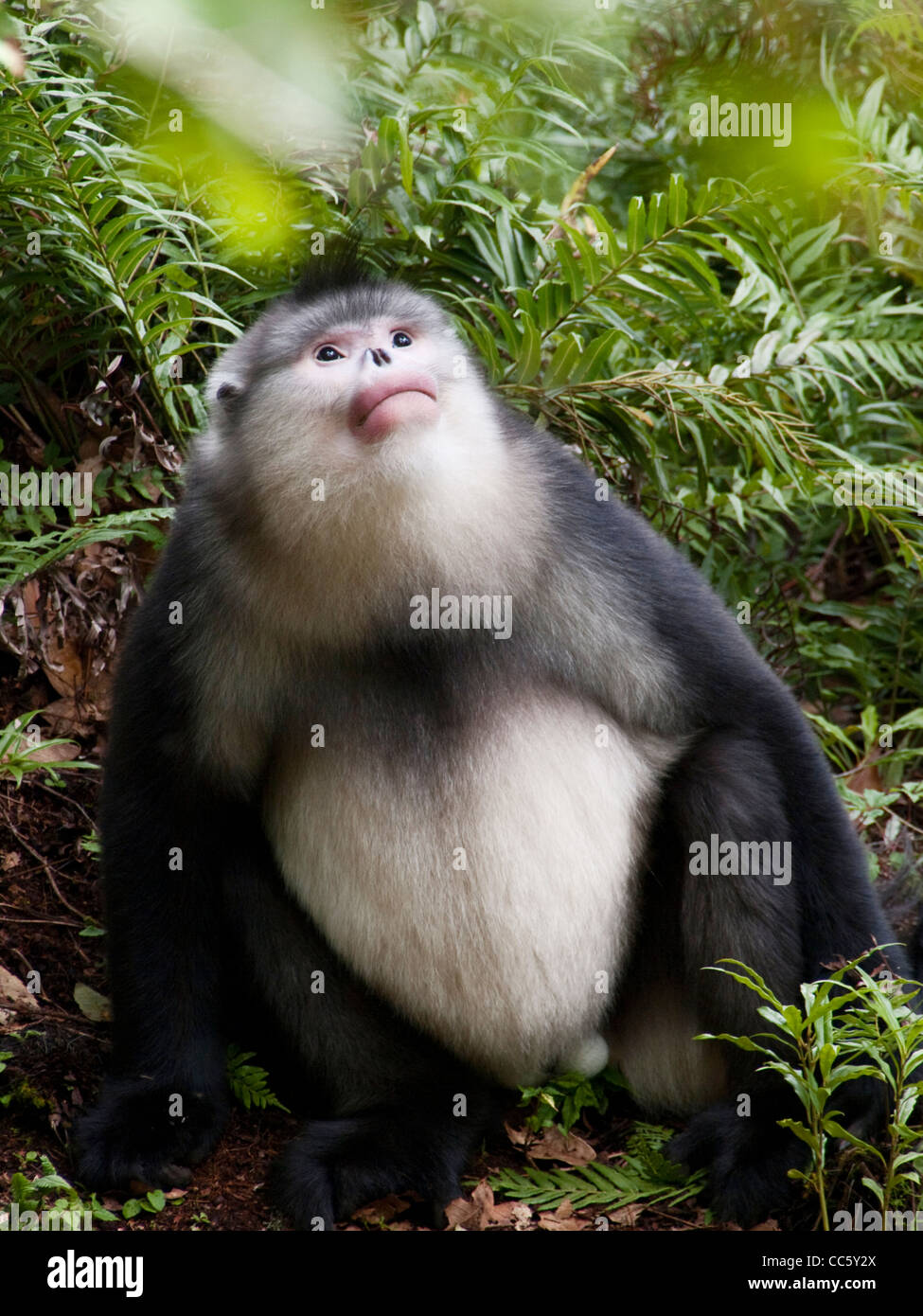 Snub nosed monkey hi-res stock photography and images - Alamy