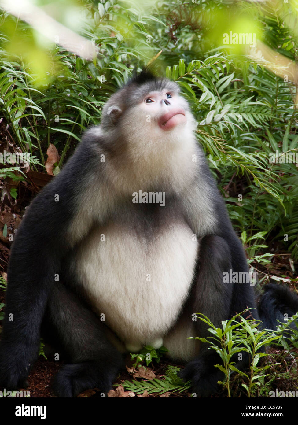 Black snub-nosed monkey, Yunling Mountains Nature Reserve, Nujiang ...
