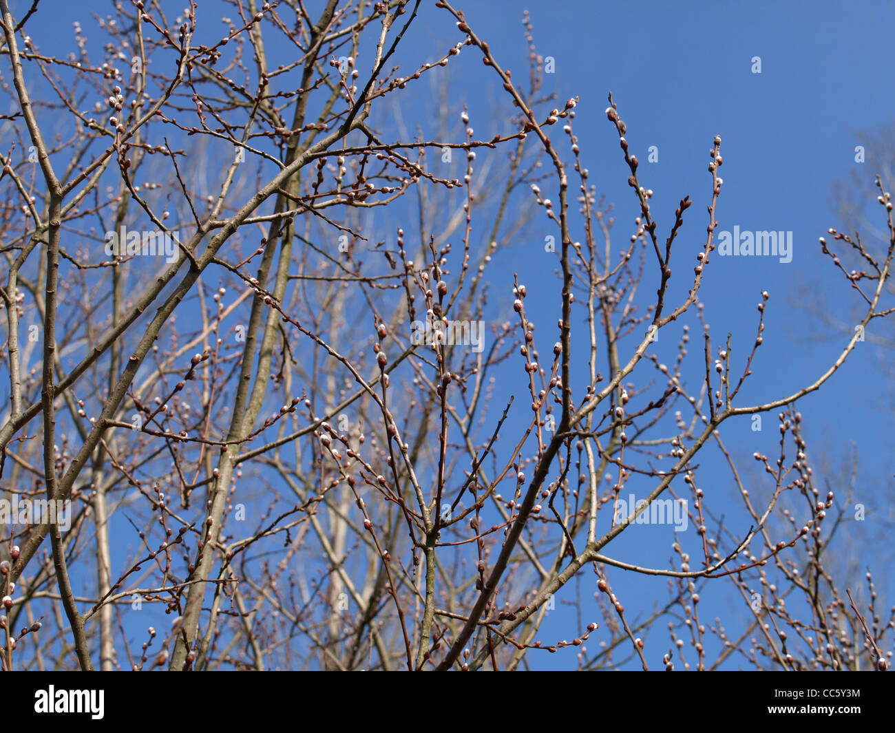 Sallow tree buds hi-res stock photography and images - Alamy
