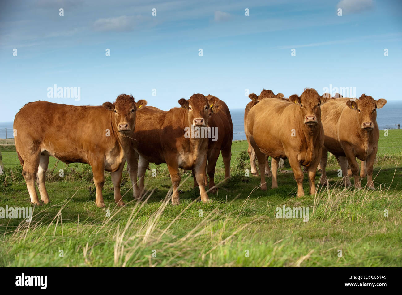 Limousin beef cattle scotland hi-res stock photography and images - Alamy