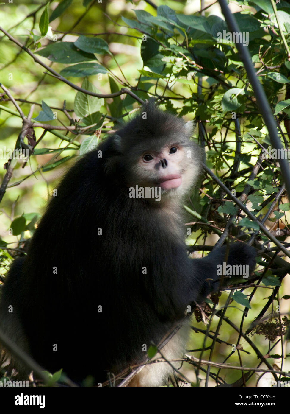 Black snub-nosed monkey, Yunling Mountains Nature Reserve, Nujiang ...