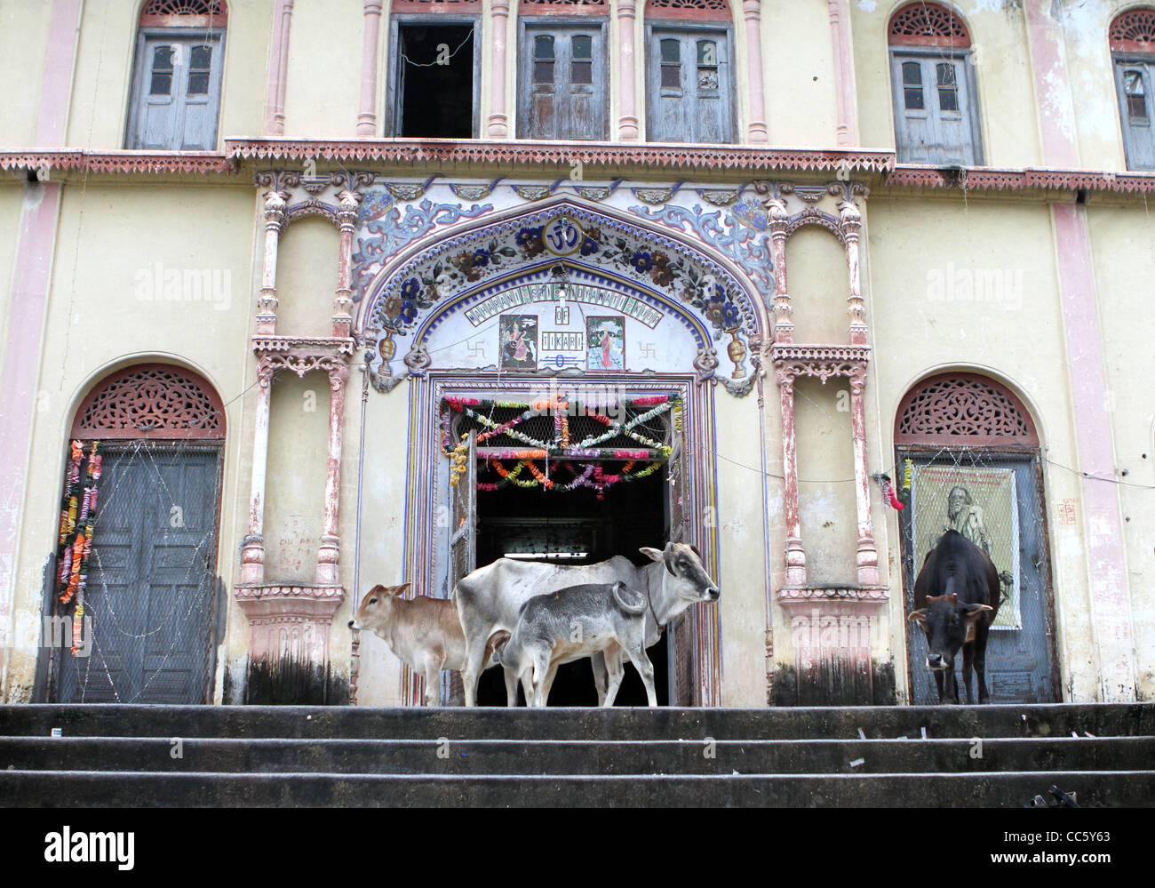 Holy sacred cows at Temple entrance Rajasthan. India Stock Photo - Alamy