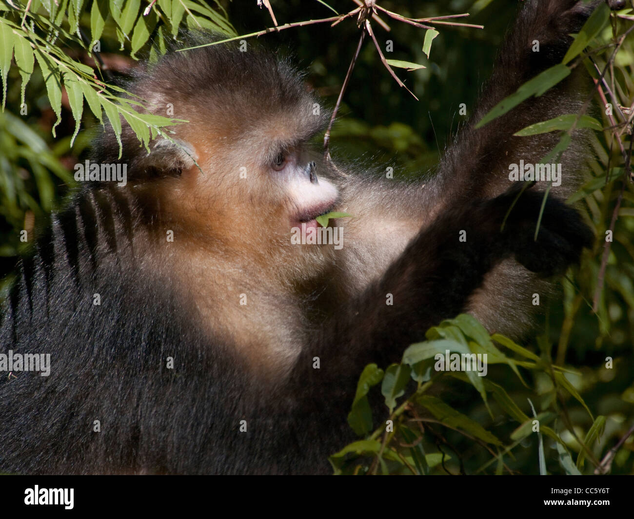 Black snub-nosed monkey eating bamboo leaves, Yunling Mountains Nature ...