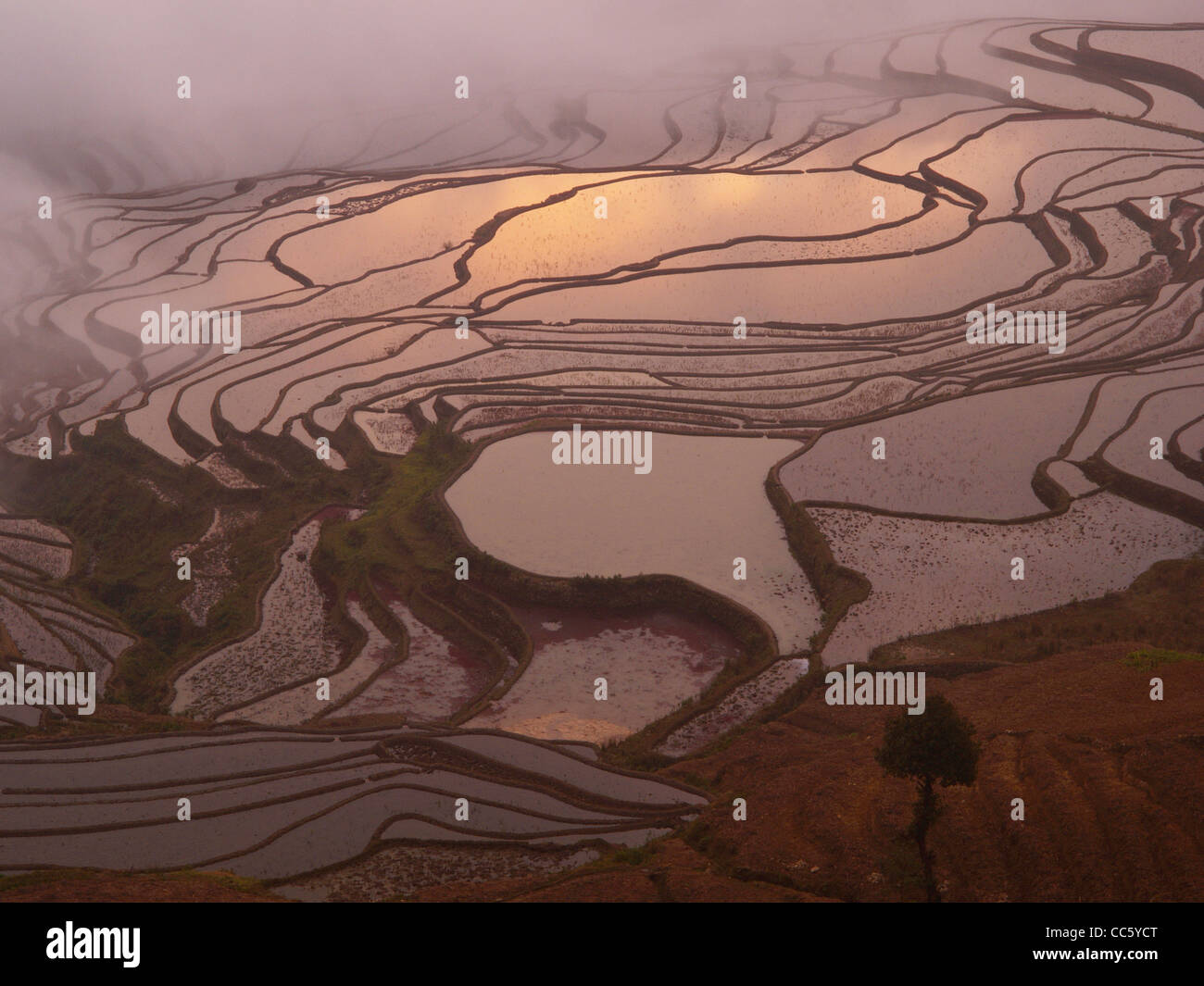 Yuanyang Terraced Rice Fields, Yuanyang, Honghe, Yunnan , China Stock ...