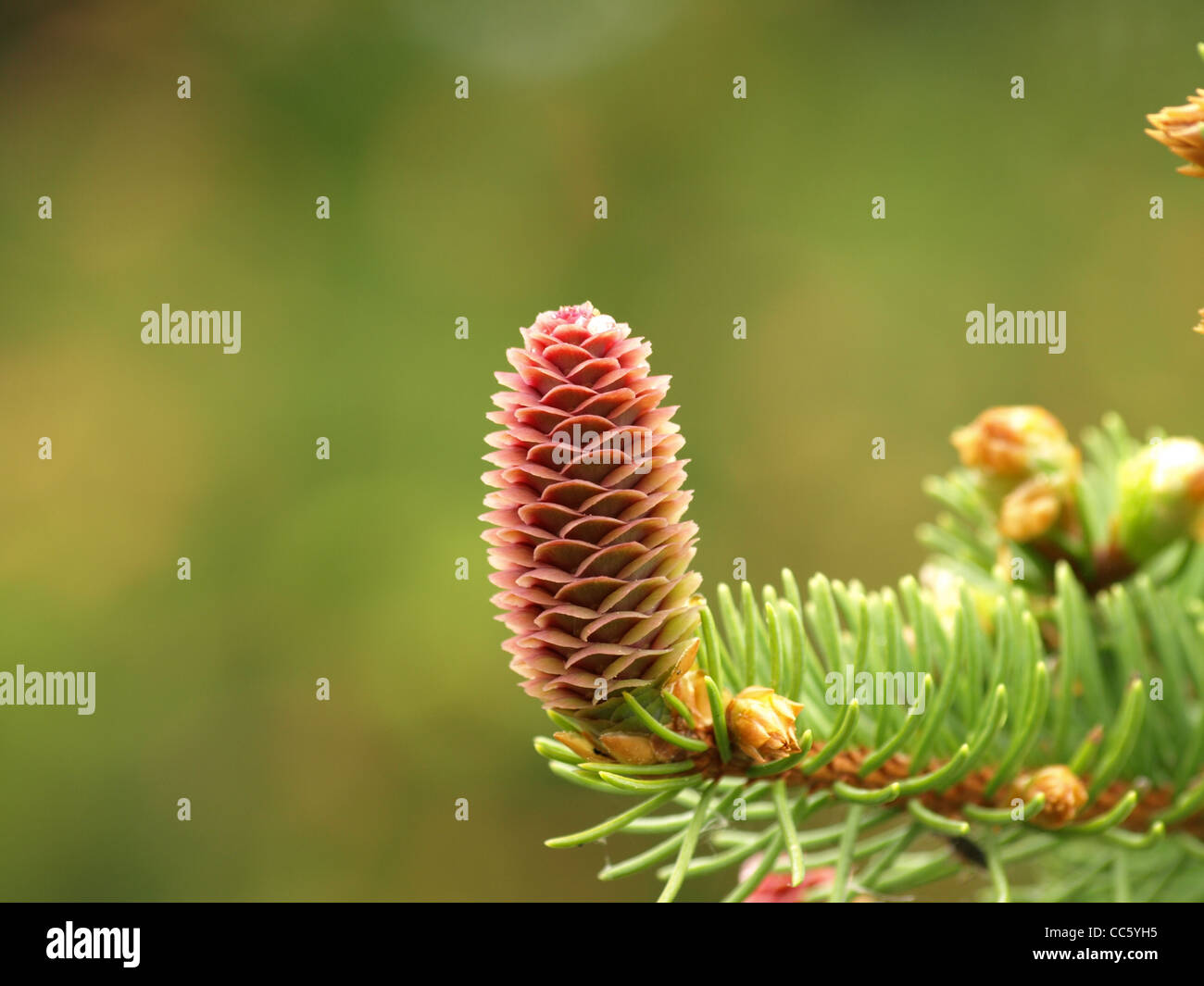 female blossom, cone from a Norway spruce / Picea abies / weibliche Blütenzapfen einer gemeinen ...