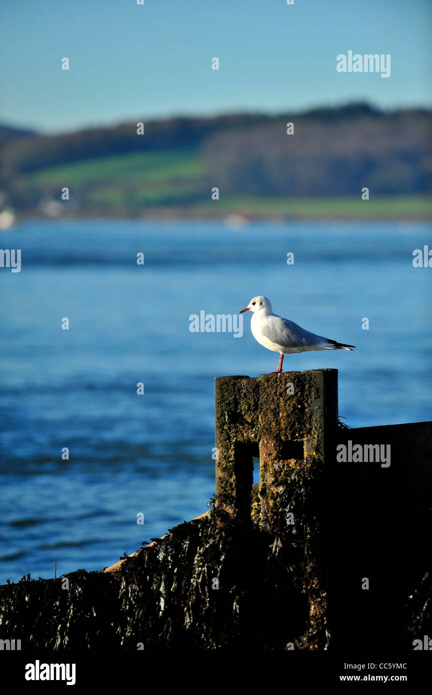 First winter common gull hi-res stock photography and images - Alamy