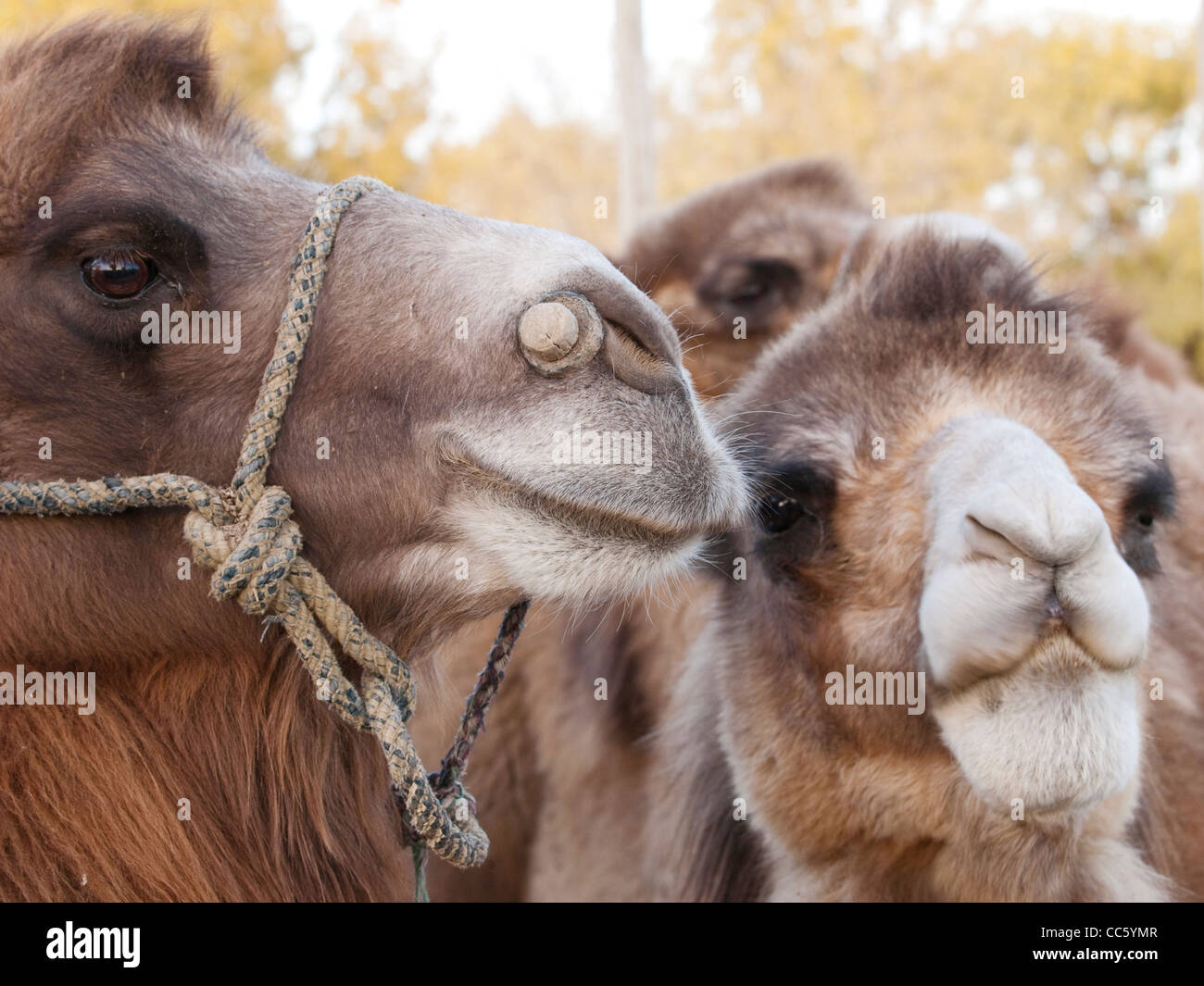 Camel, Xinjiang, China Stock Photo - Alamy