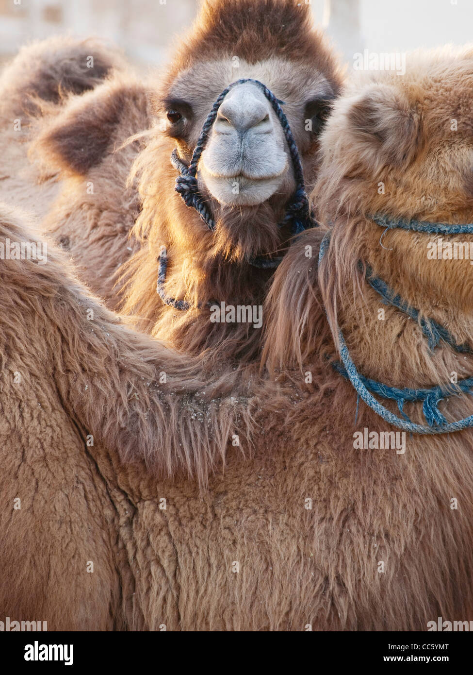 Camel China High Resolution Stock Photography and Images - Alamy