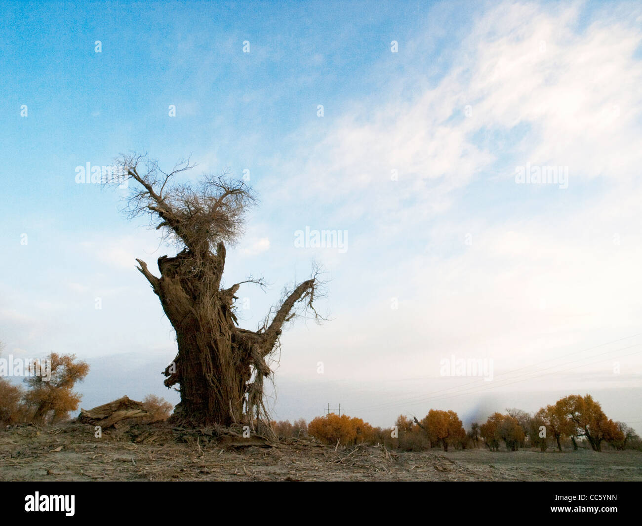 Dead tree, Tarim Euphrates Poplar National Nature Reserve, Xinjiang ...