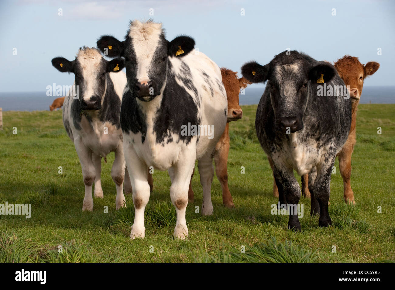 Holstein Charolais Cross