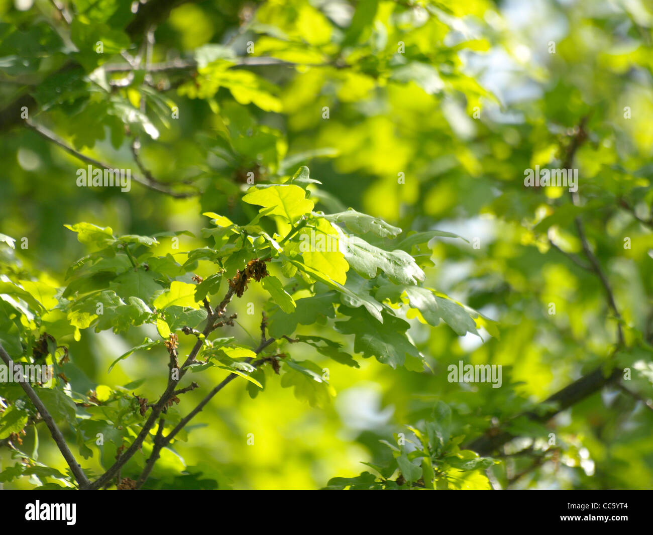 English oak tree hi-res stock photography and images - Alamy