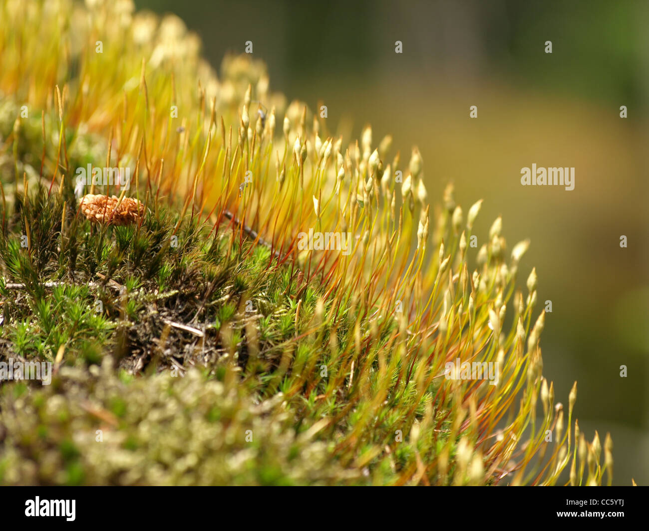 Haircap moss / Hair moss / Star moss / Polytrichum formosum / Schönes ...