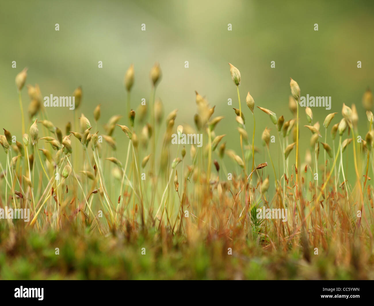 Haircap moss / Hair moss / Star moss / Polytrichum formosum / Schönes ...