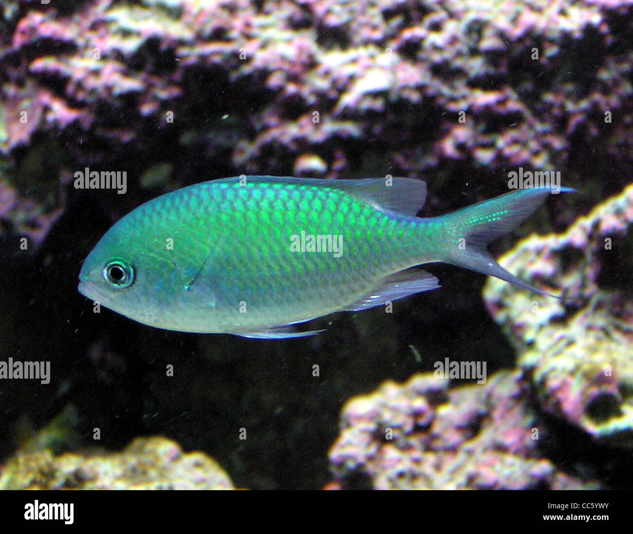 Green chromis fish chromis viridis at bristol zoo aquarium hi-res stock ...