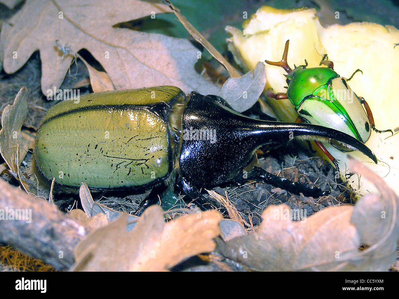 The Hercules beetle, Dynastes hercules, is one of the largest beetles ...