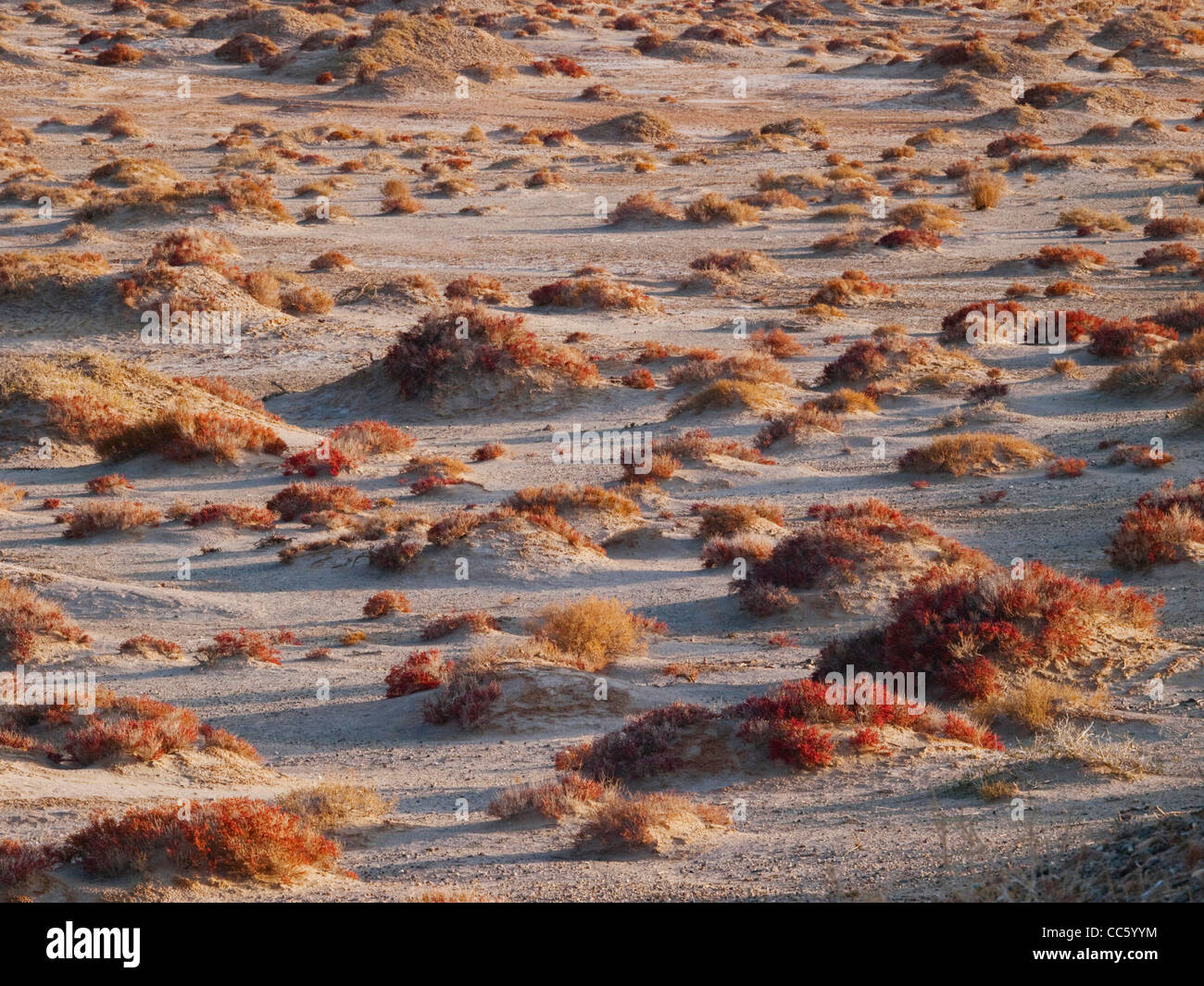 Stellera chamaejasme Linn on the Tarim Basin, Xinjiang, China Stock ...