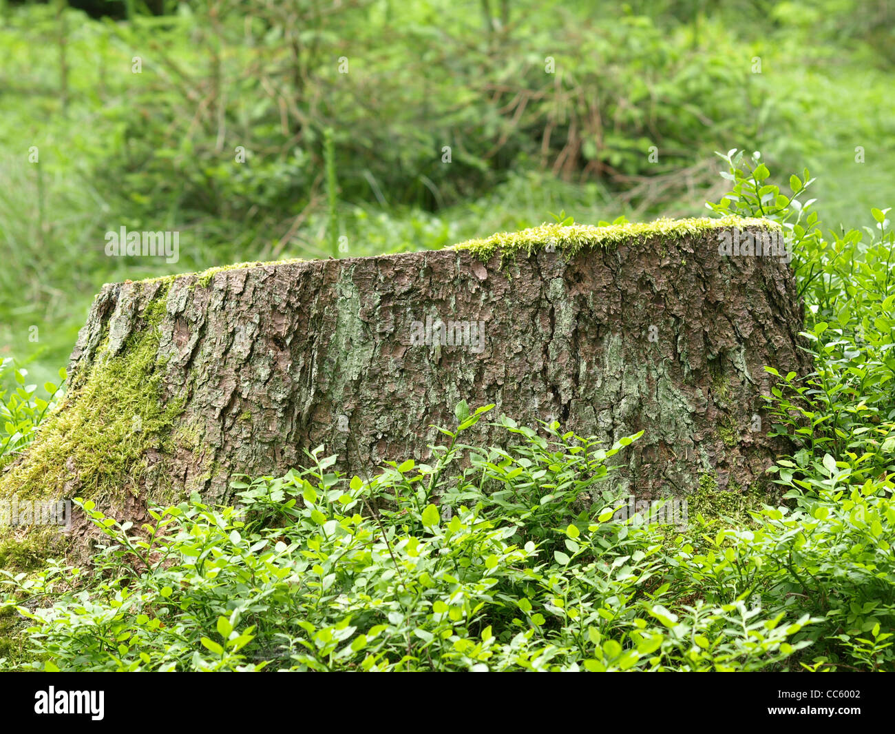 Truncated stump hi-res stock photography and images - Alamy