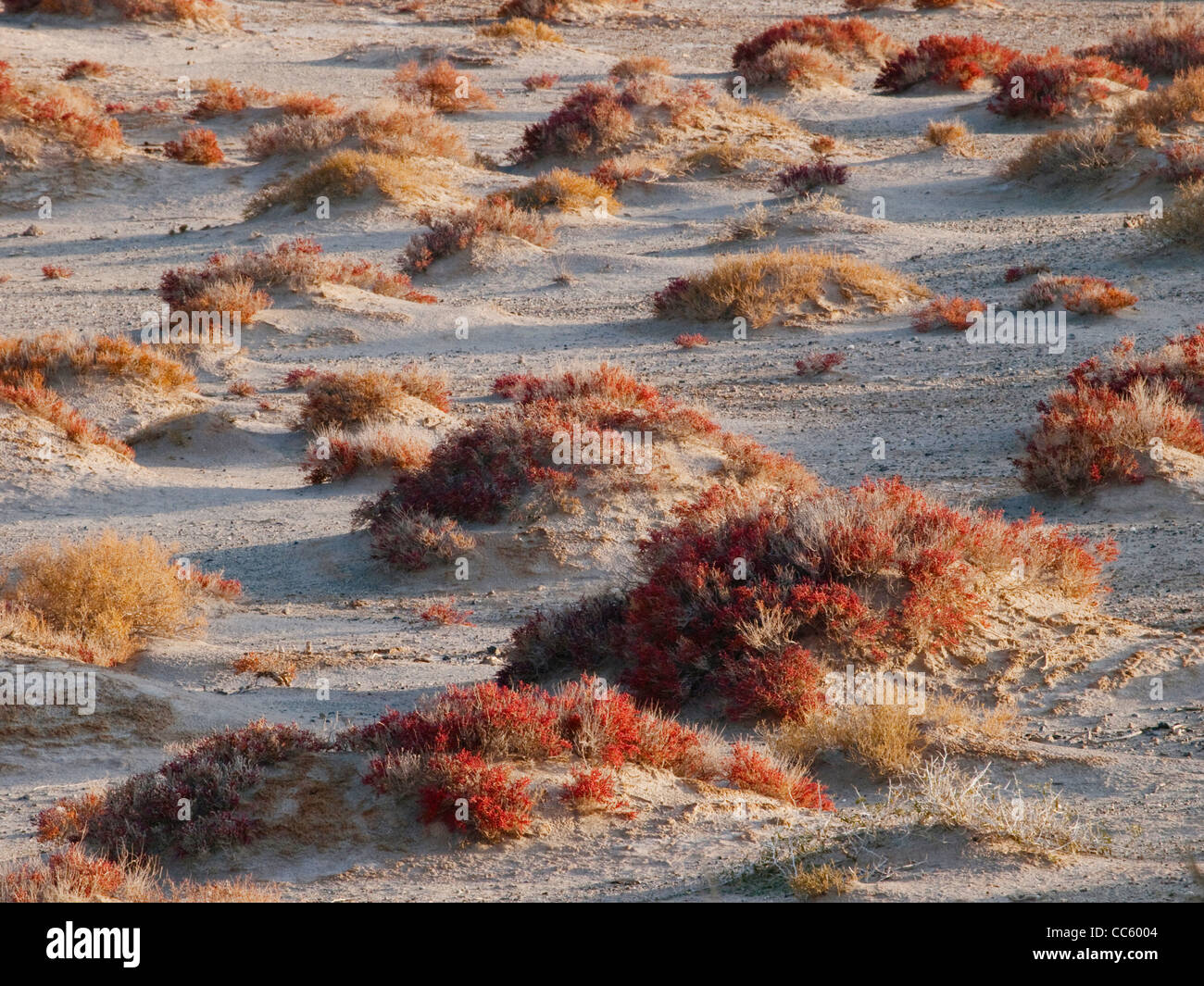 Stellera chamaejasme Linn on the Tarim Basin, Xinjiang, China Stock ...